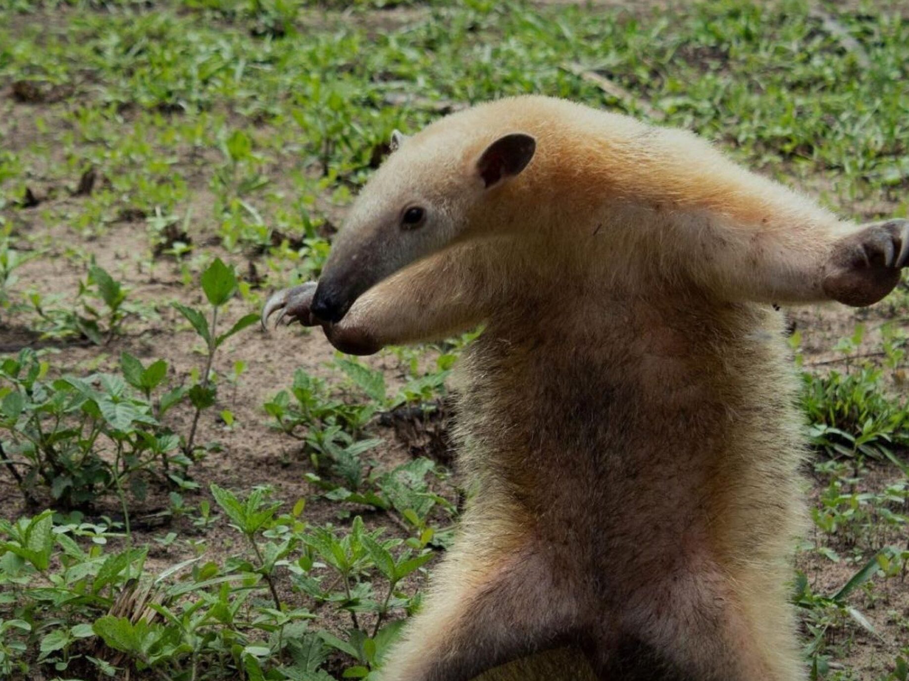 Tamanduá 【Info】 [2025]